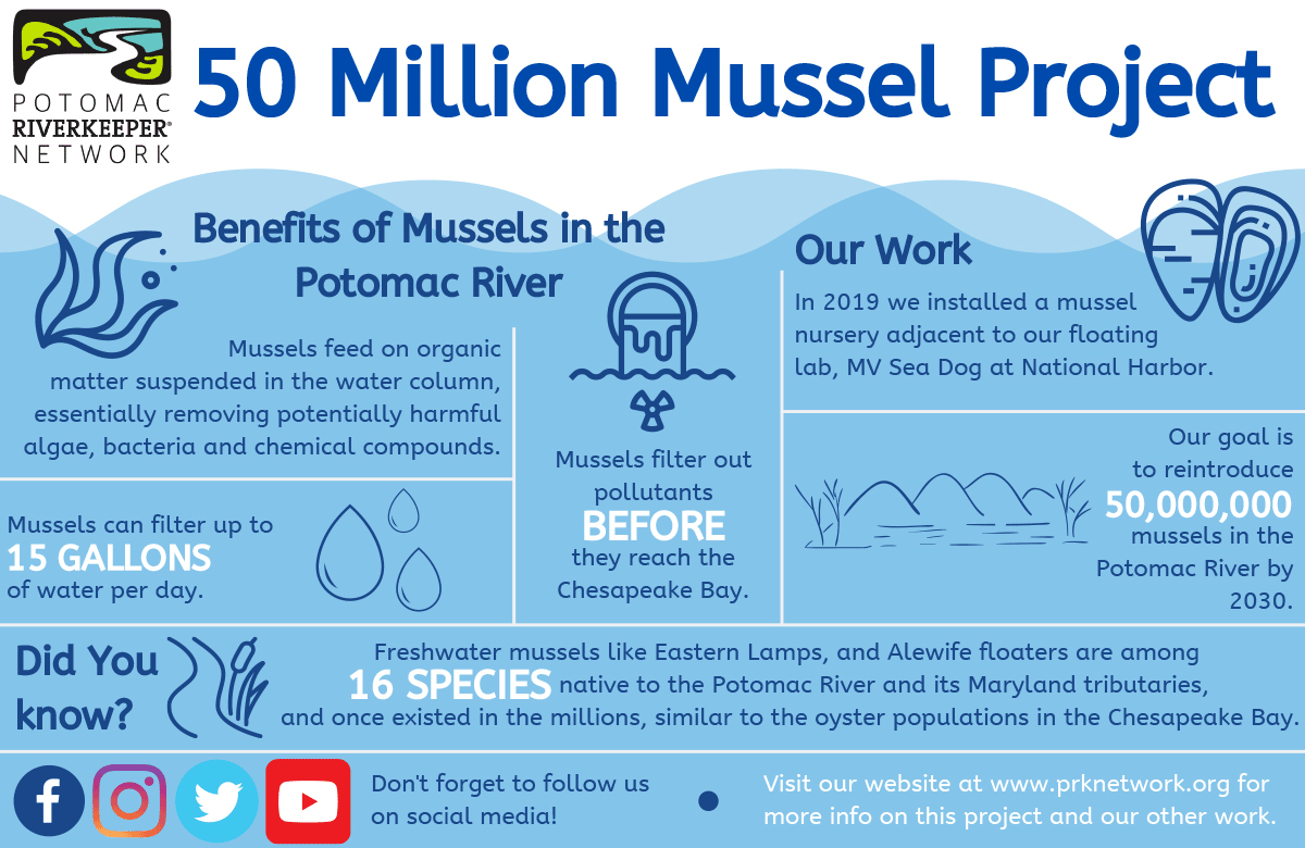 50 Million Mussel Project, Potomac Riverkeeper Network